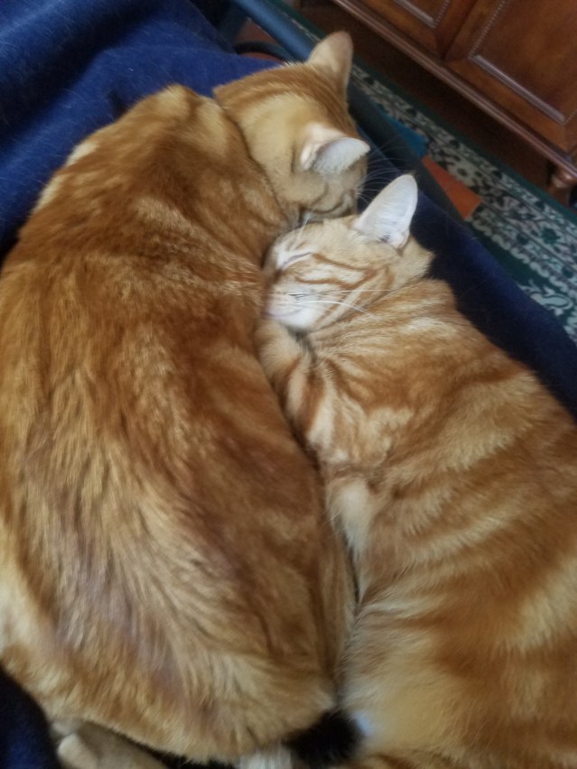 About | Rebecca Shedd - Author