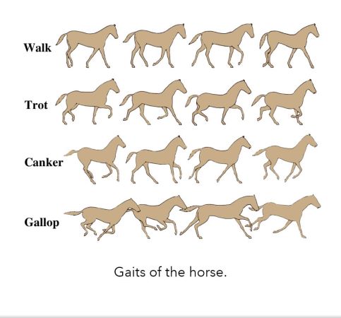 The Writer’s Guide to Horse’s Paces, Speed & Range | Rebecca Shedd - Author