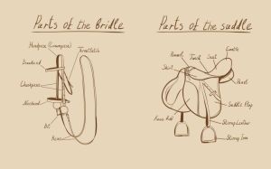 The Writer’s Guide to Tack | Rebecca Shedd - Author
