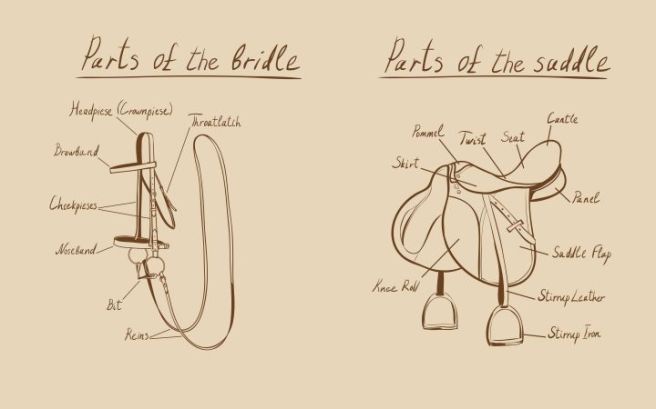 The Writer’s Guide to Tack | Rebecca Shedd - Author