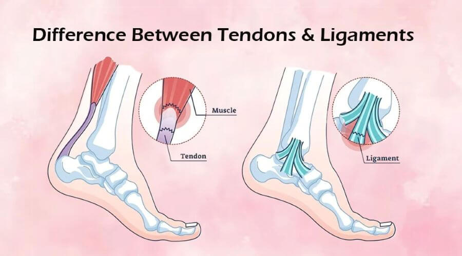 The Writer’s Guide to Torn Ligaments and Tendons | Rebecca Shedd - Author